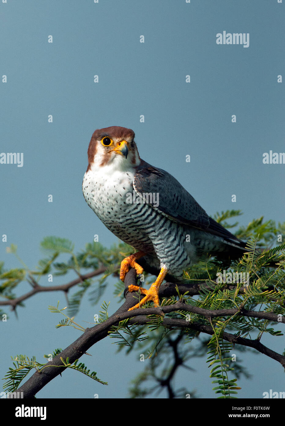 Birds of kutch hi-res stock photography and images - Alamy
