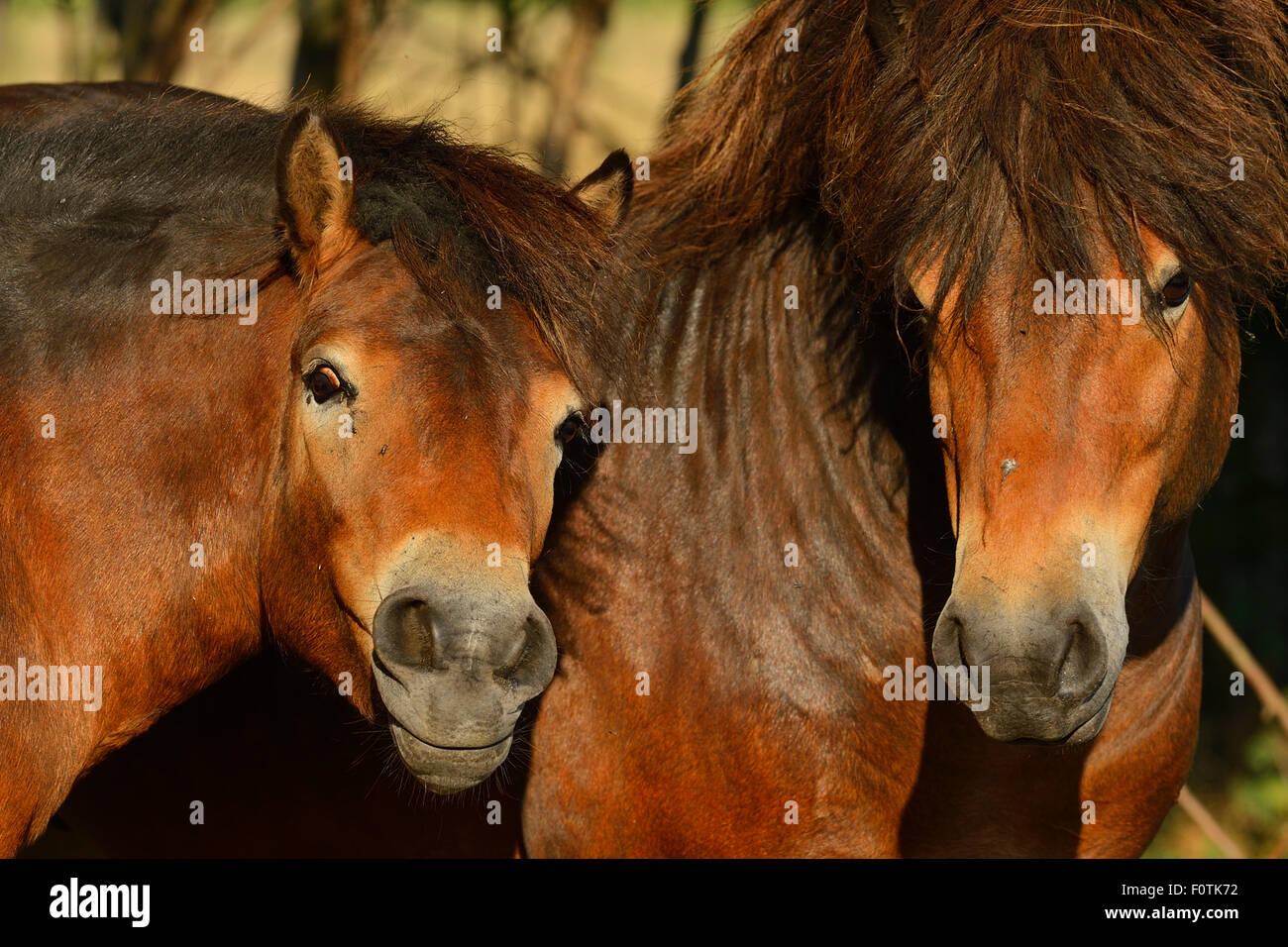 Exmoor ponies, one of the oldest and most primitive horse breeds in ...