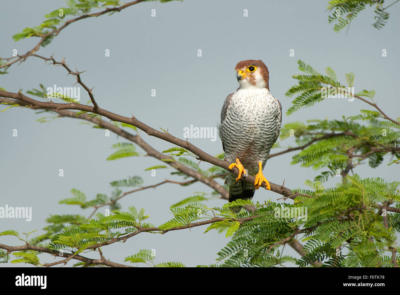 Birds of kutch hi-res stock photography and images - Alamy