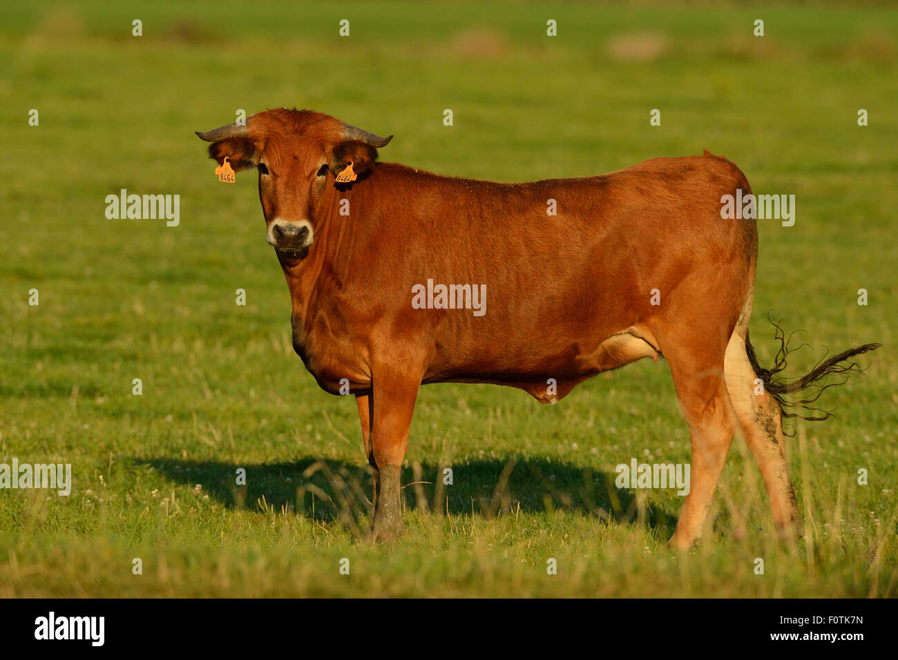 Limia cow bos taurus bos hi-res stock photography and images - Alamy