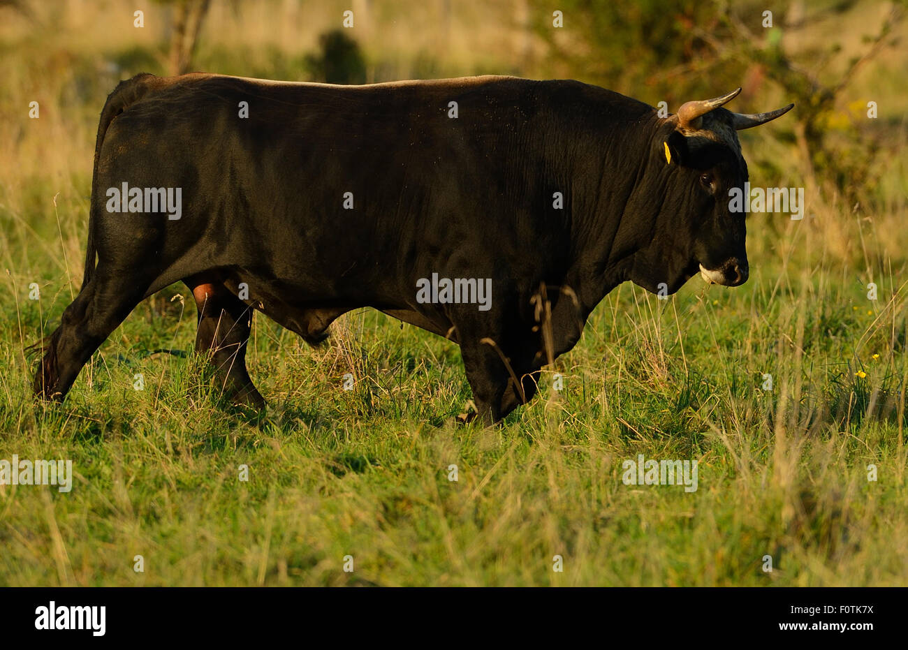 Second generation cross-breed bull (Bos taurus), Aurochs breeding site ...