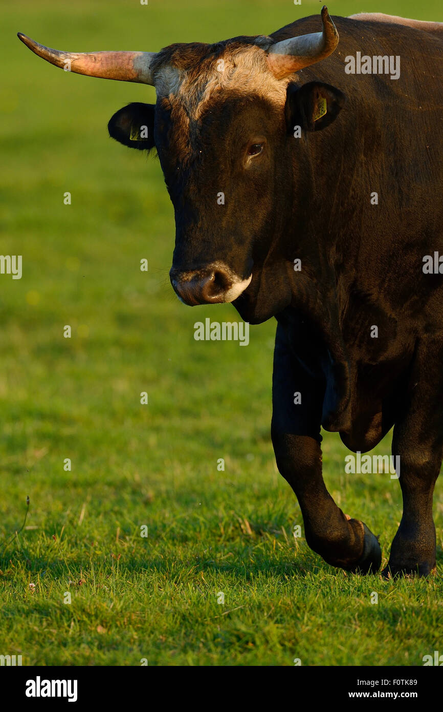Second generation cross-breed bull (Bos taurus), Aurochs breeding site ...