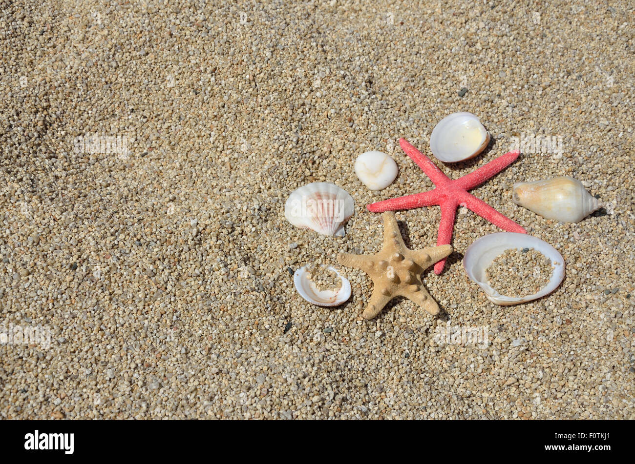 Red and natural color sea star with shells on small pebbles background ...