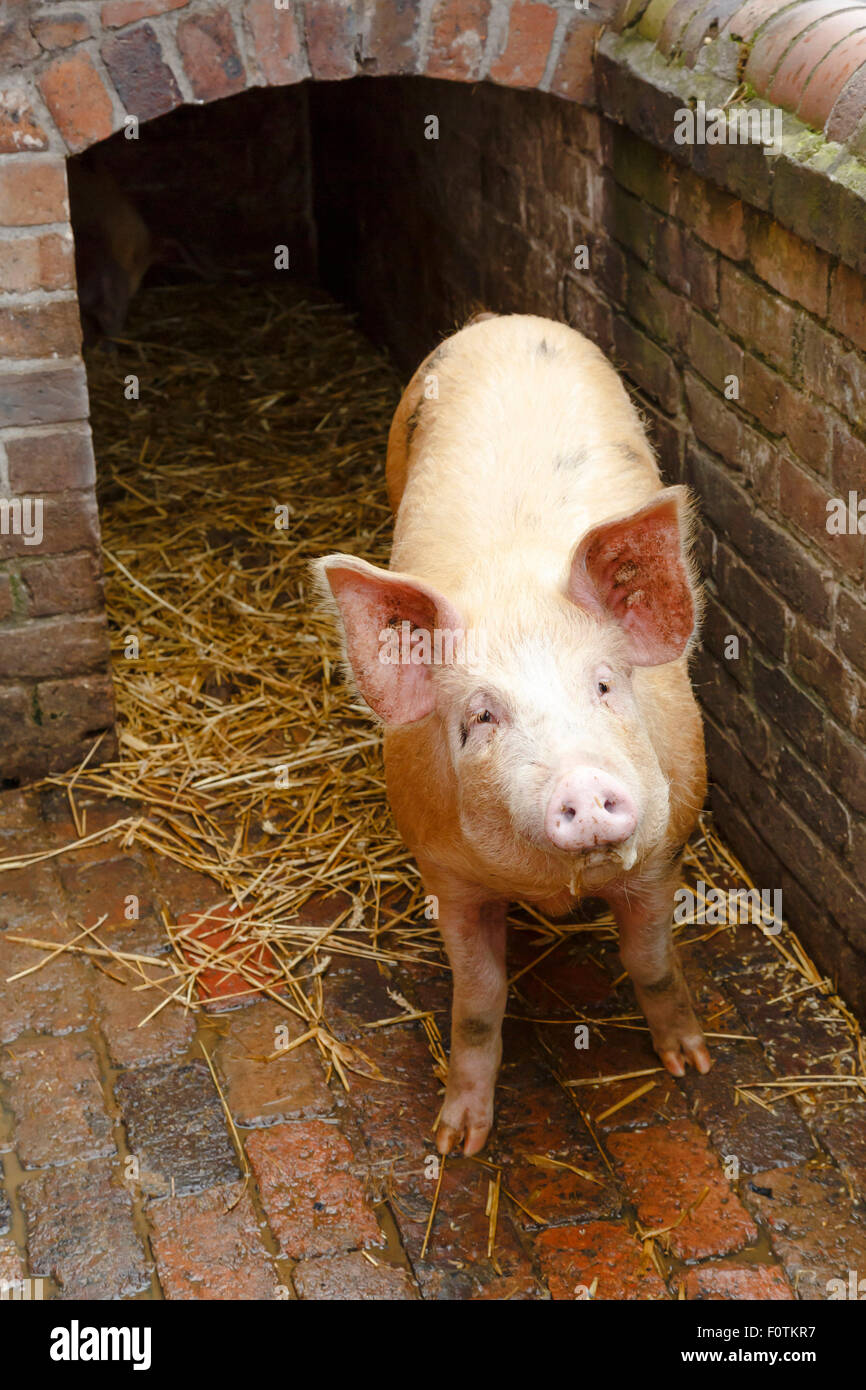Close up view pig looking at camera hi-res stock photography and images ...