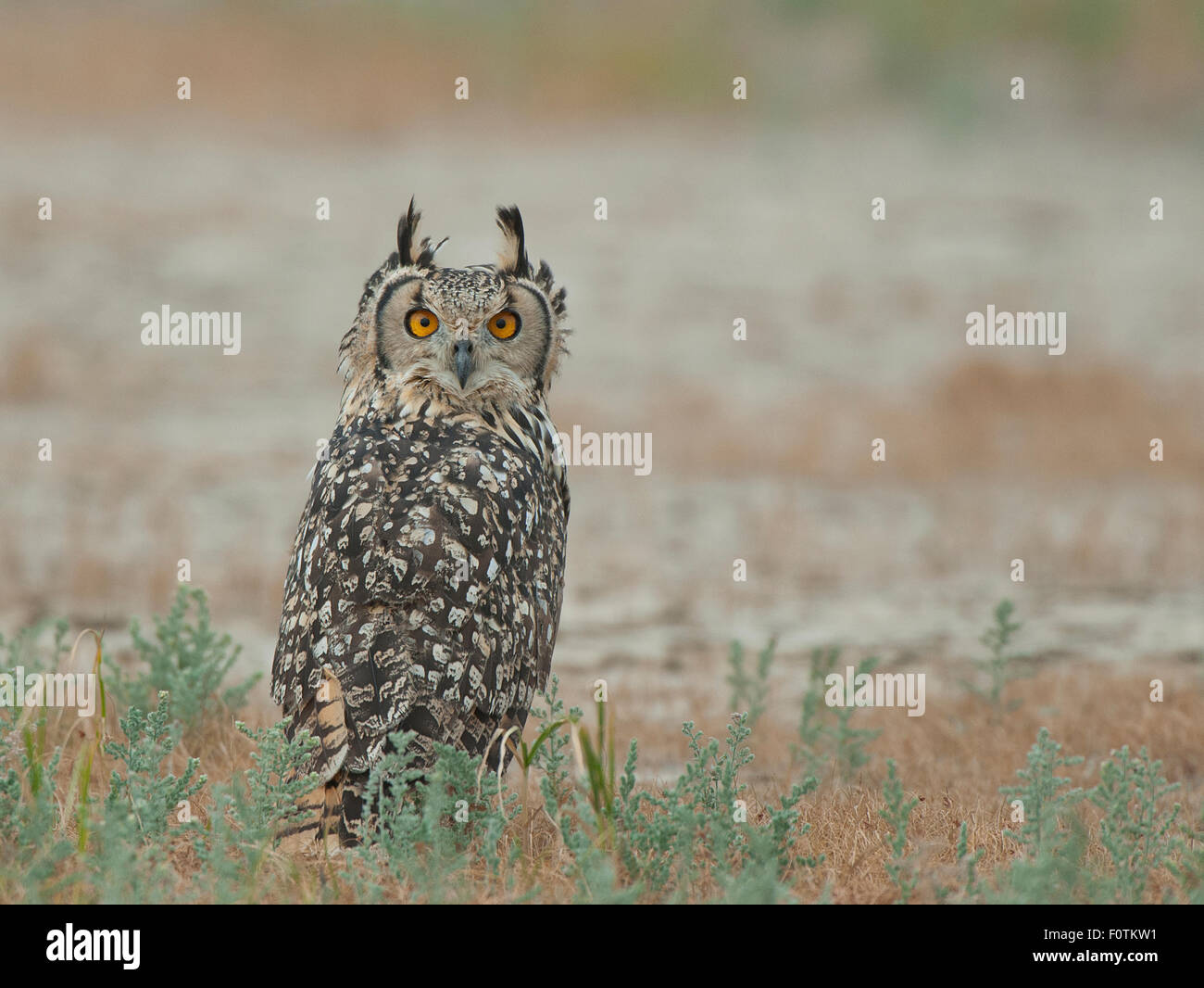 Semi desert gujurat hi-res stock photography and images - Alamy