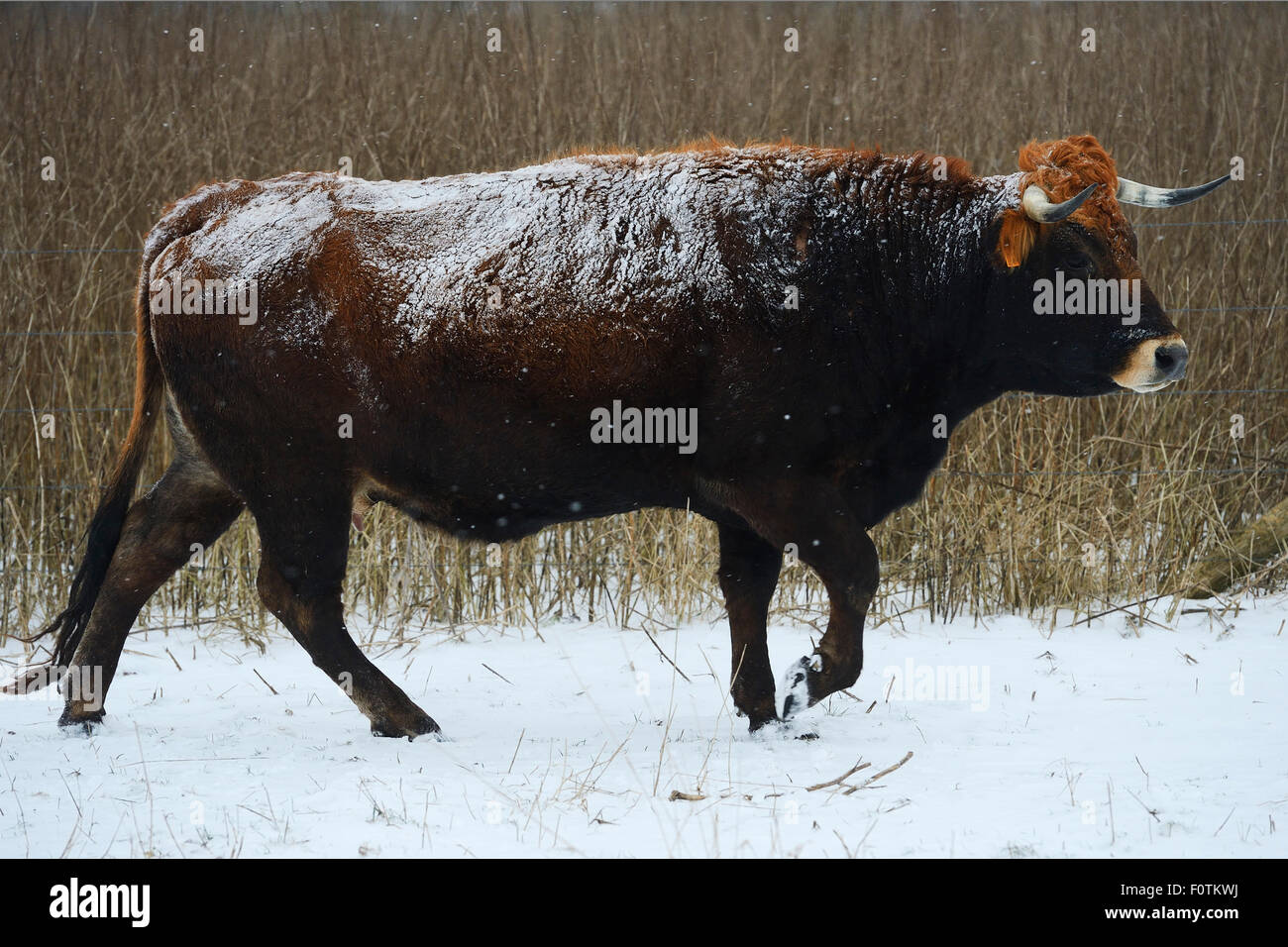 Limia cow (Bos taurus) in snow, Aurochs breeding site run by The Taurus ...