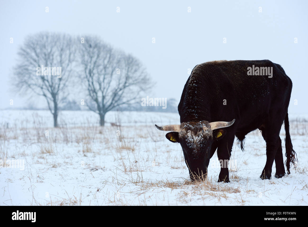 Bull (Bos taurus) in snow, Aurochs breeding site run by The Taurus ...