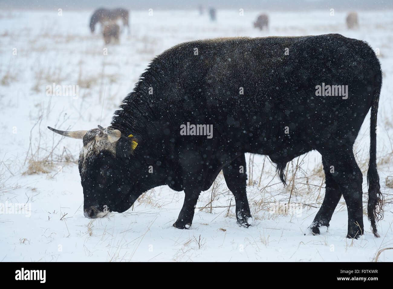 Bos foundation hi-res stock photography and images - Alamy