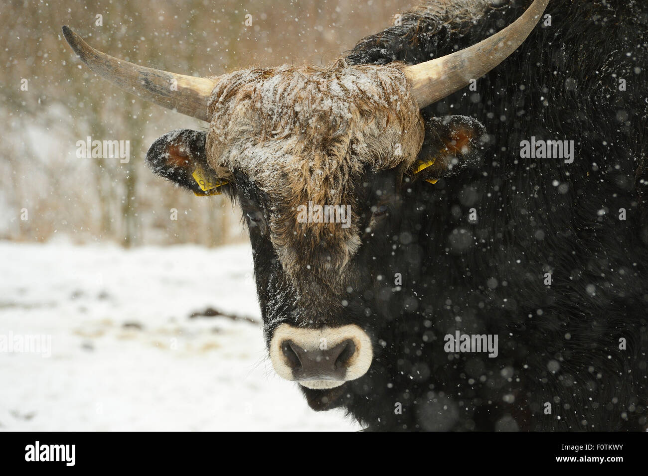 Bull (Bos taurus) in snow, Aurochs breeding site run by The Taurus ...