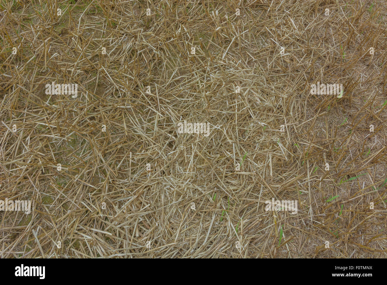 Flattened hay in cropped cereal crop field. Straw litter Stock Photo ...