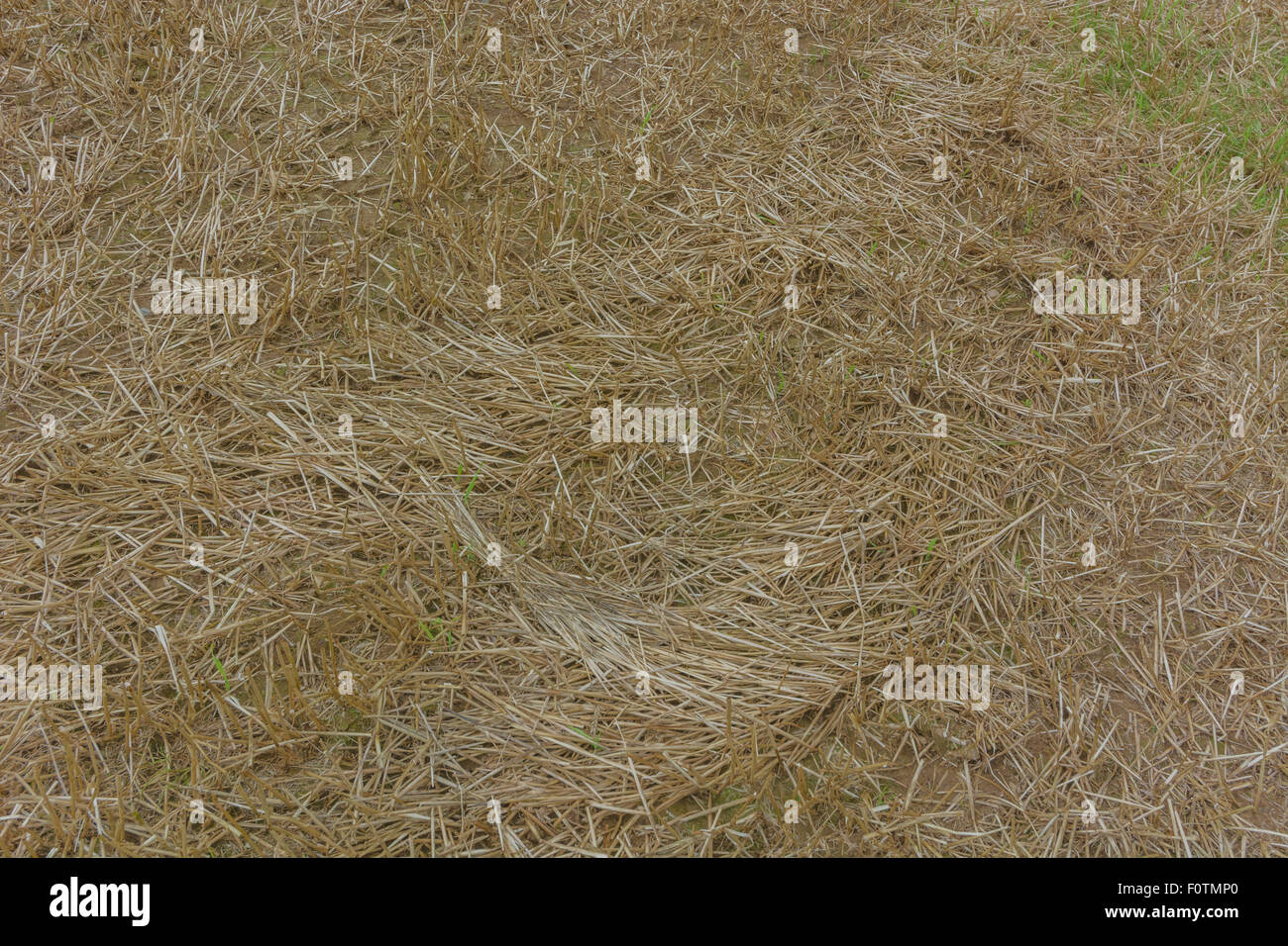 Flattened oats straw in cereal crop field. Straw litter Stock Photo - Alamy