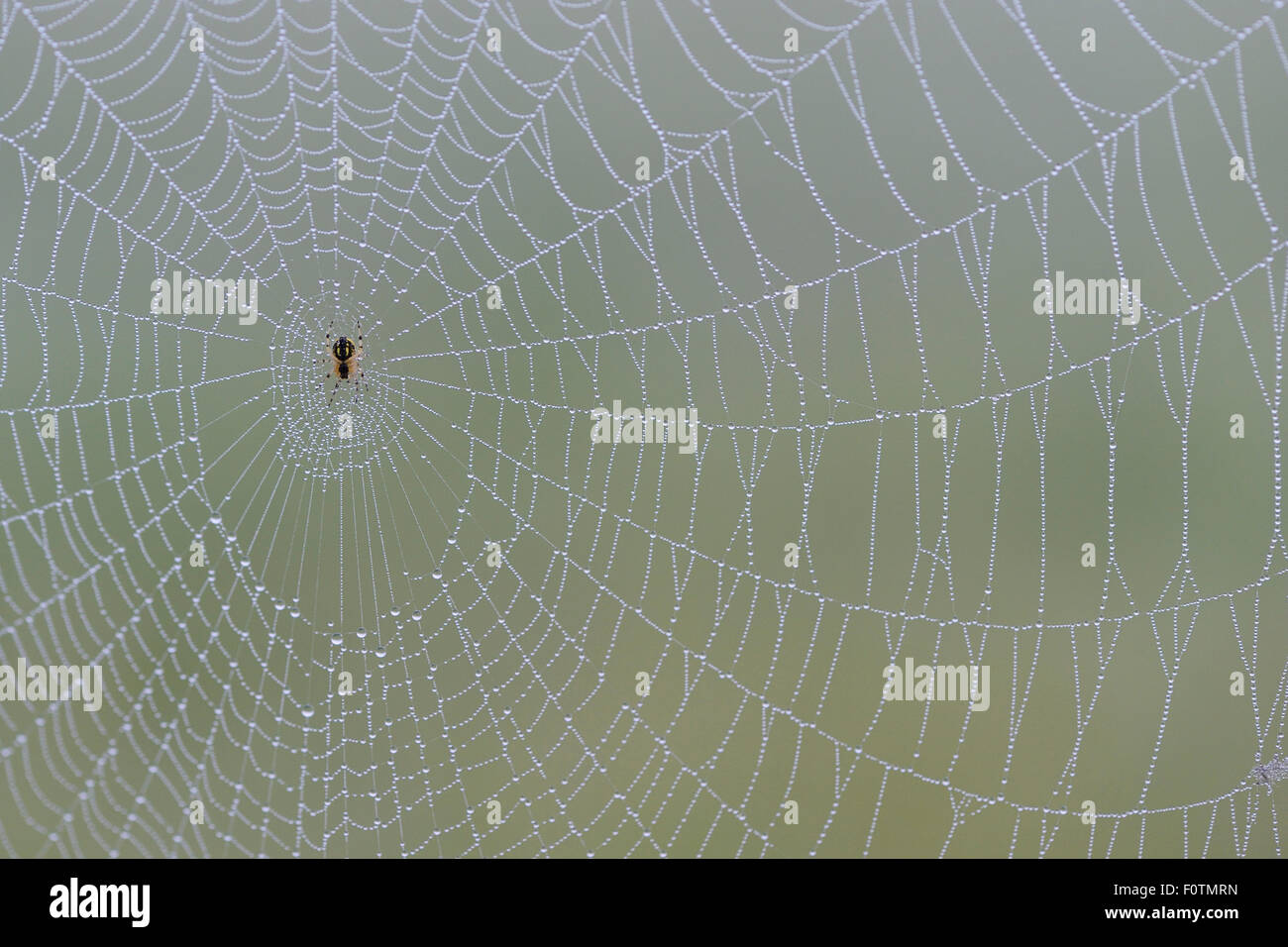 Spiders web (Araneidae sp) covered in dew, with ventral view of spider ...