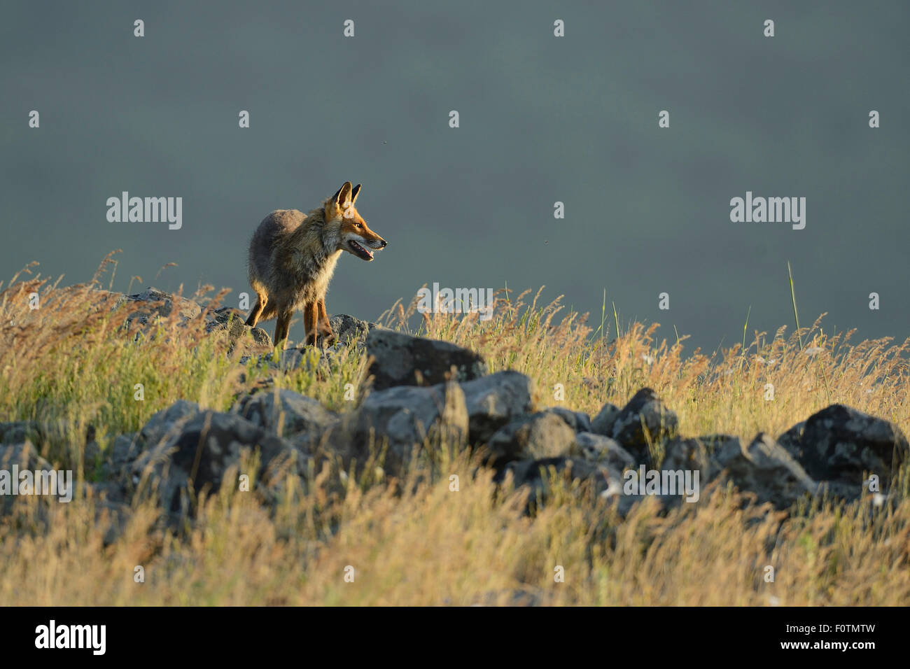 Eurasian red fox, Vulpes vulpes, at vulture feeding site, Madzharovo ...