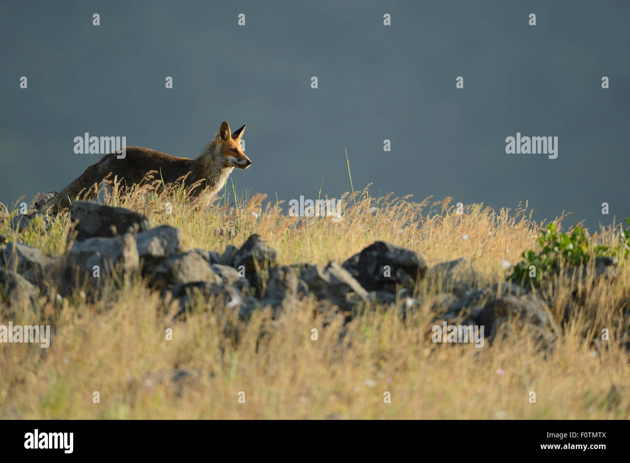 Eurasian red fox (Vulpes vulpes crucigera) at vulture feeding site ...