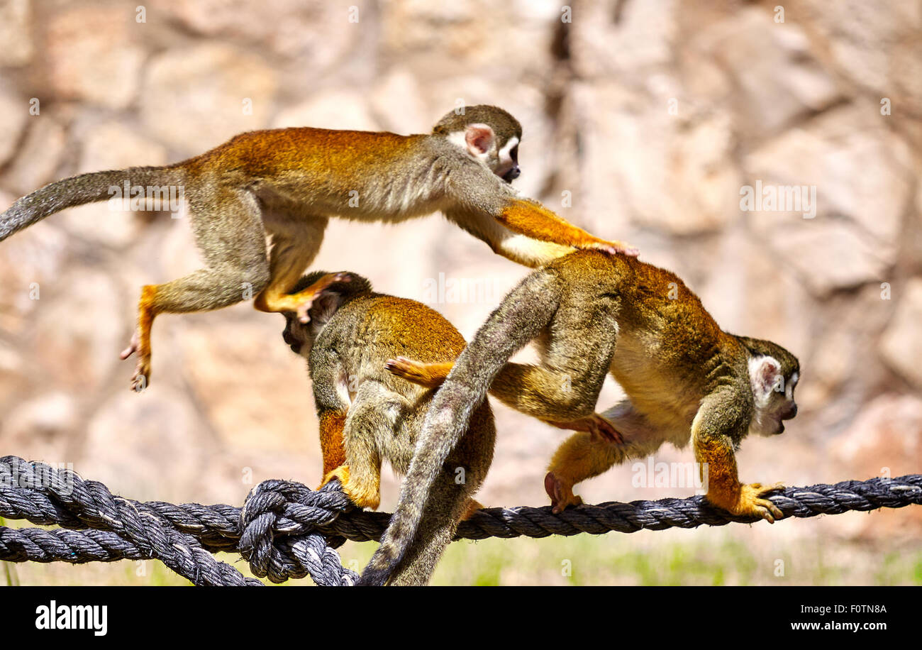 Monkeys playing on the rope Stock Photo - Alamy