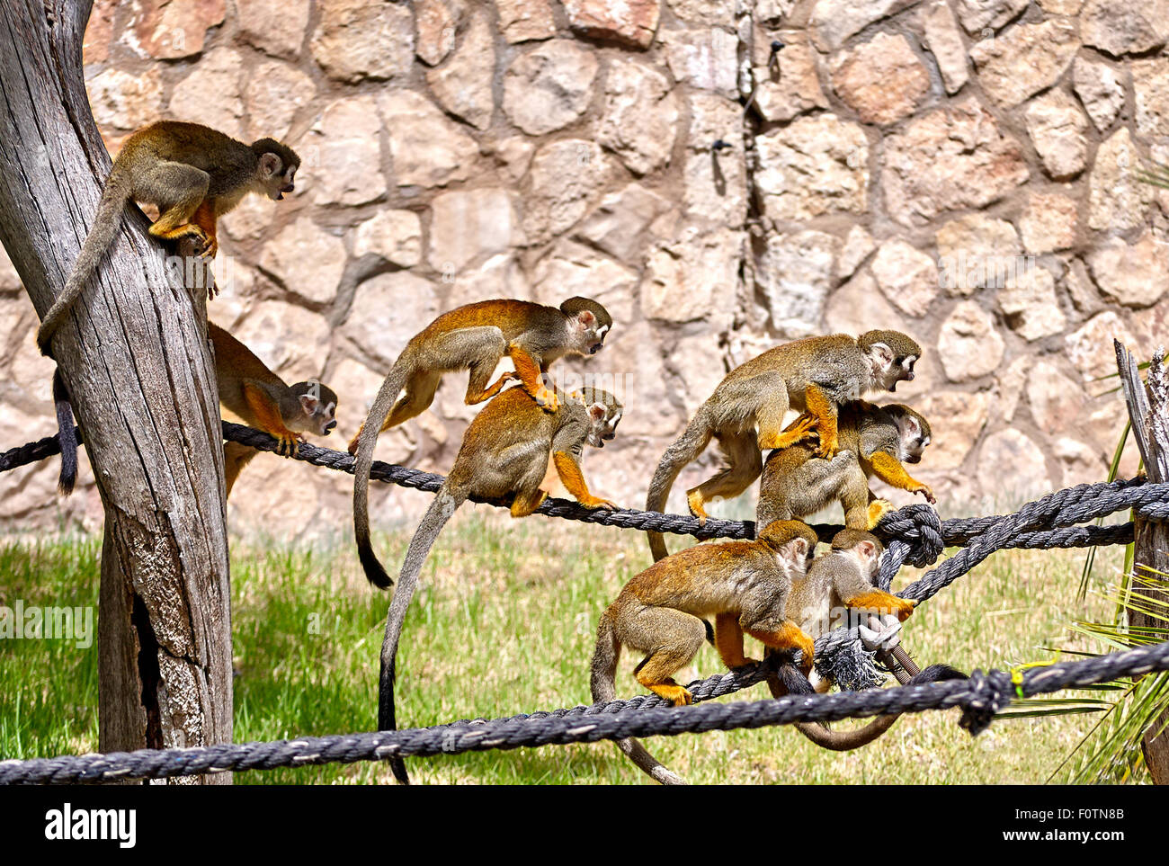 Monkeys playing on the rope Stock Photo - Alamy