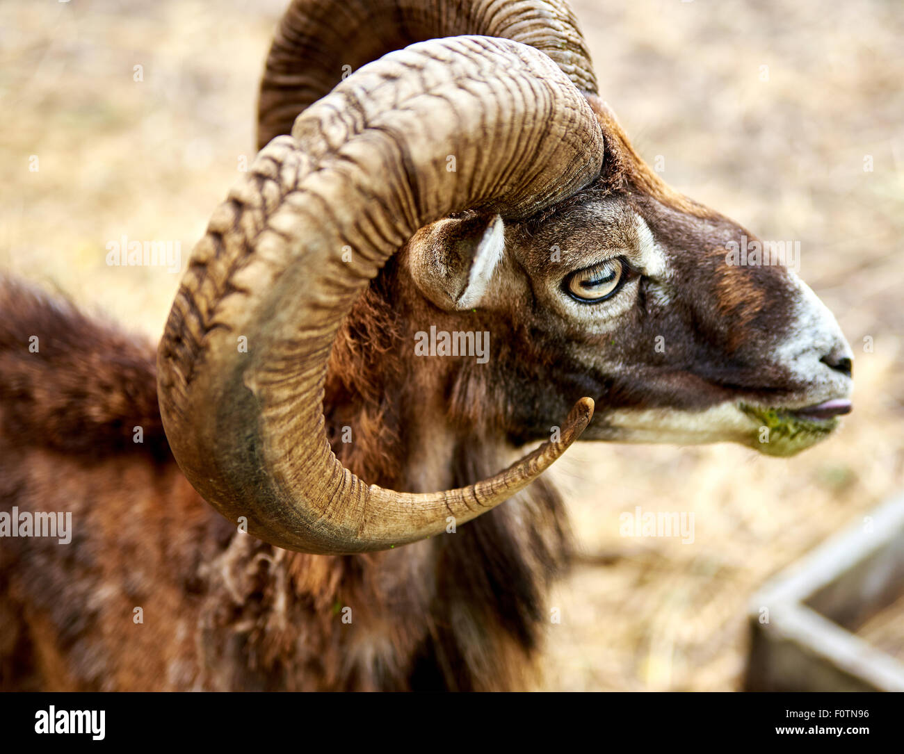 Amazing goat hi-res stock photography and images - Alamy