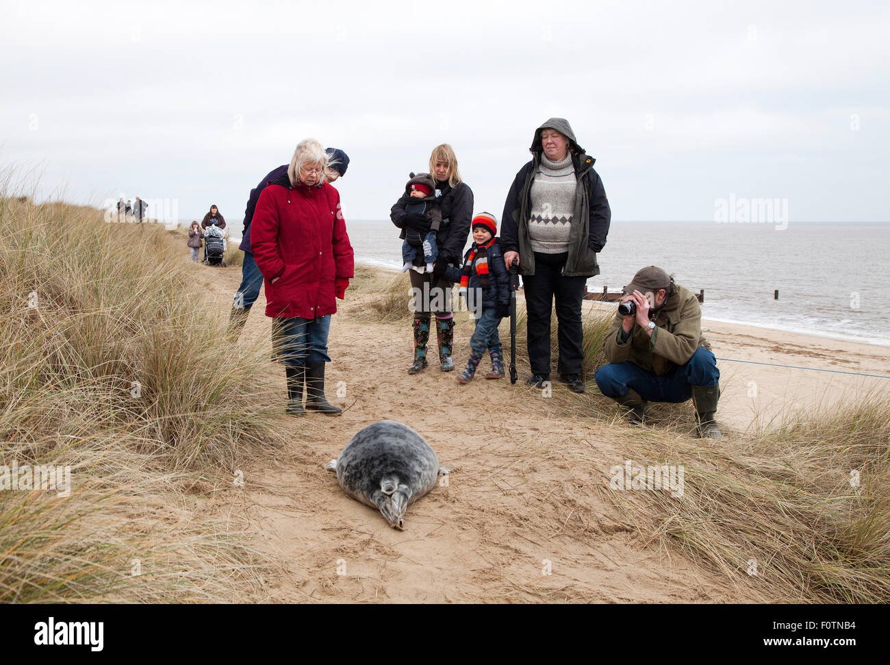 Winterton dunes seals hi-res stock photography and images - Alamy