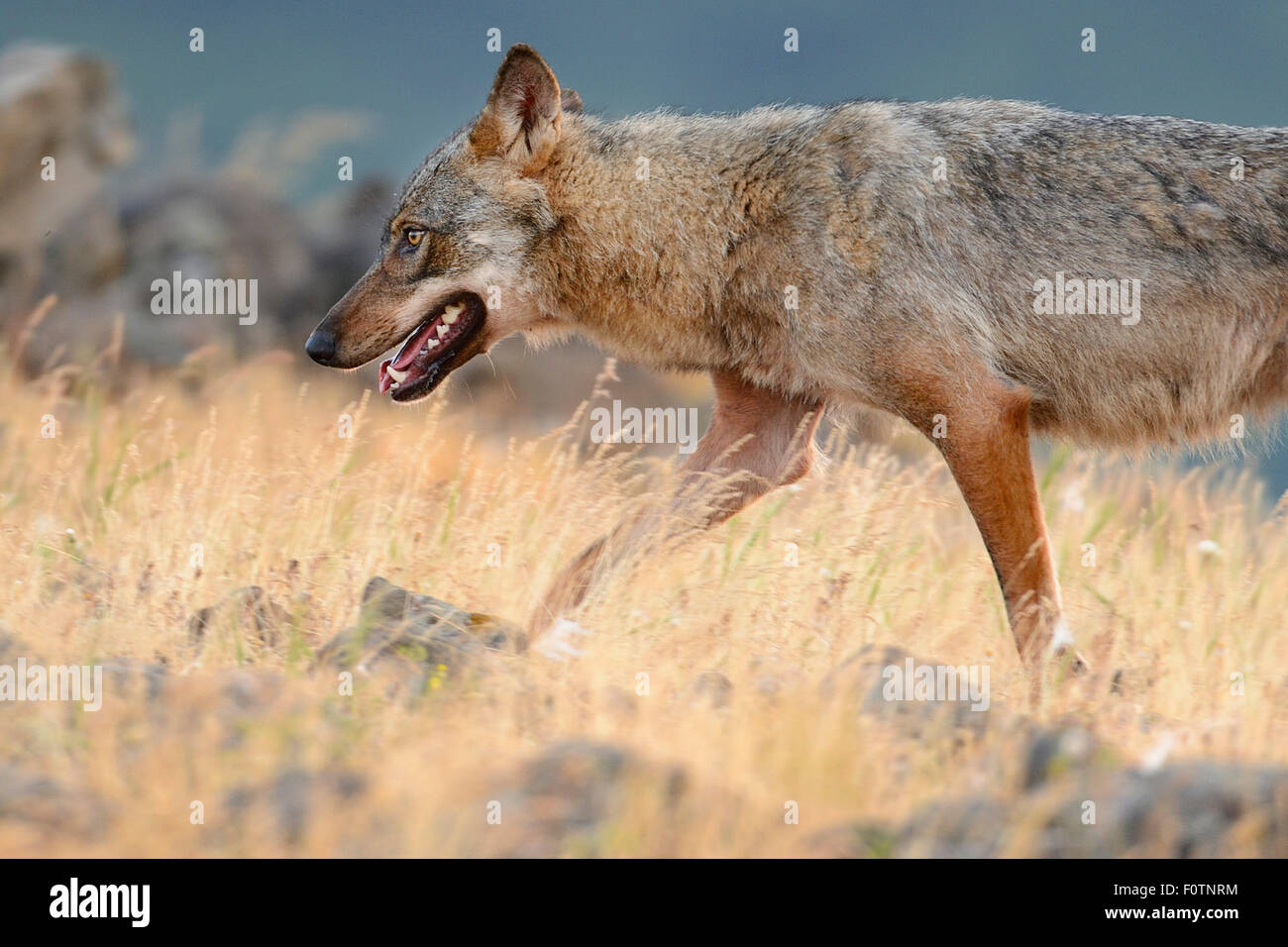 Eurasian grey wolf (Canis lupus lupus) at a vulture watching site in ...