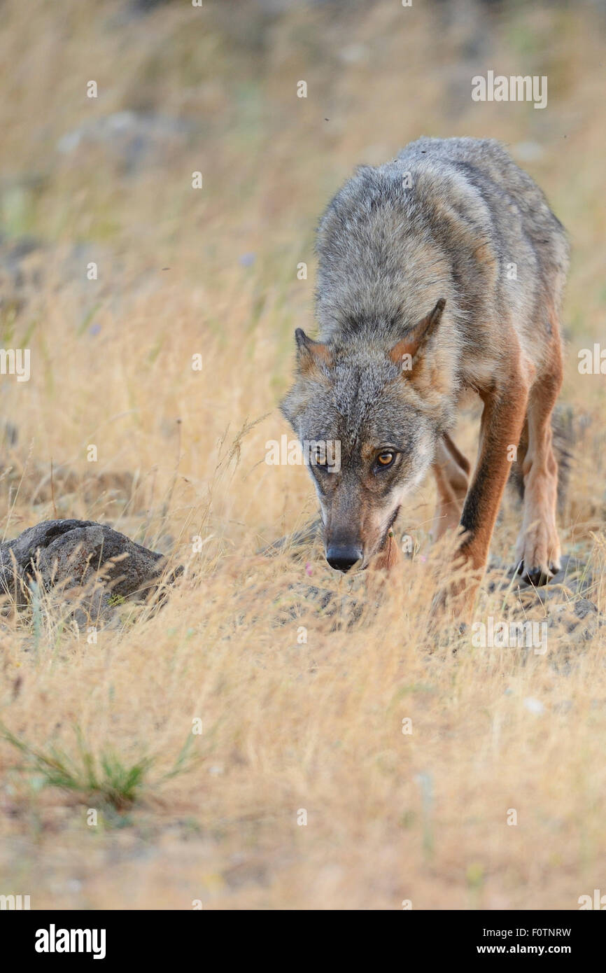 Grey wolf habitat europe hi-res stock photography and images - Alamy