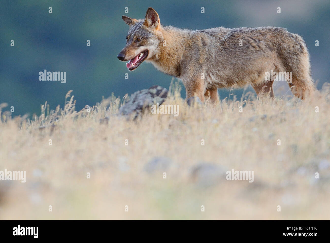 Eurasian grey wolf (Canis lupus lupus) at a vulture watching site in ...
