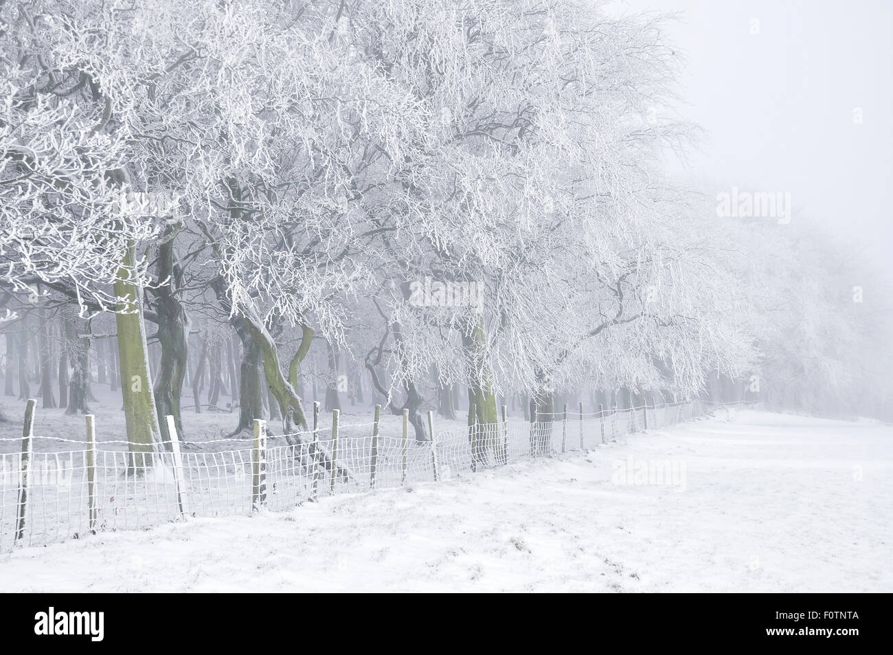 English winter trees hi-res stock photography and images - Alamy