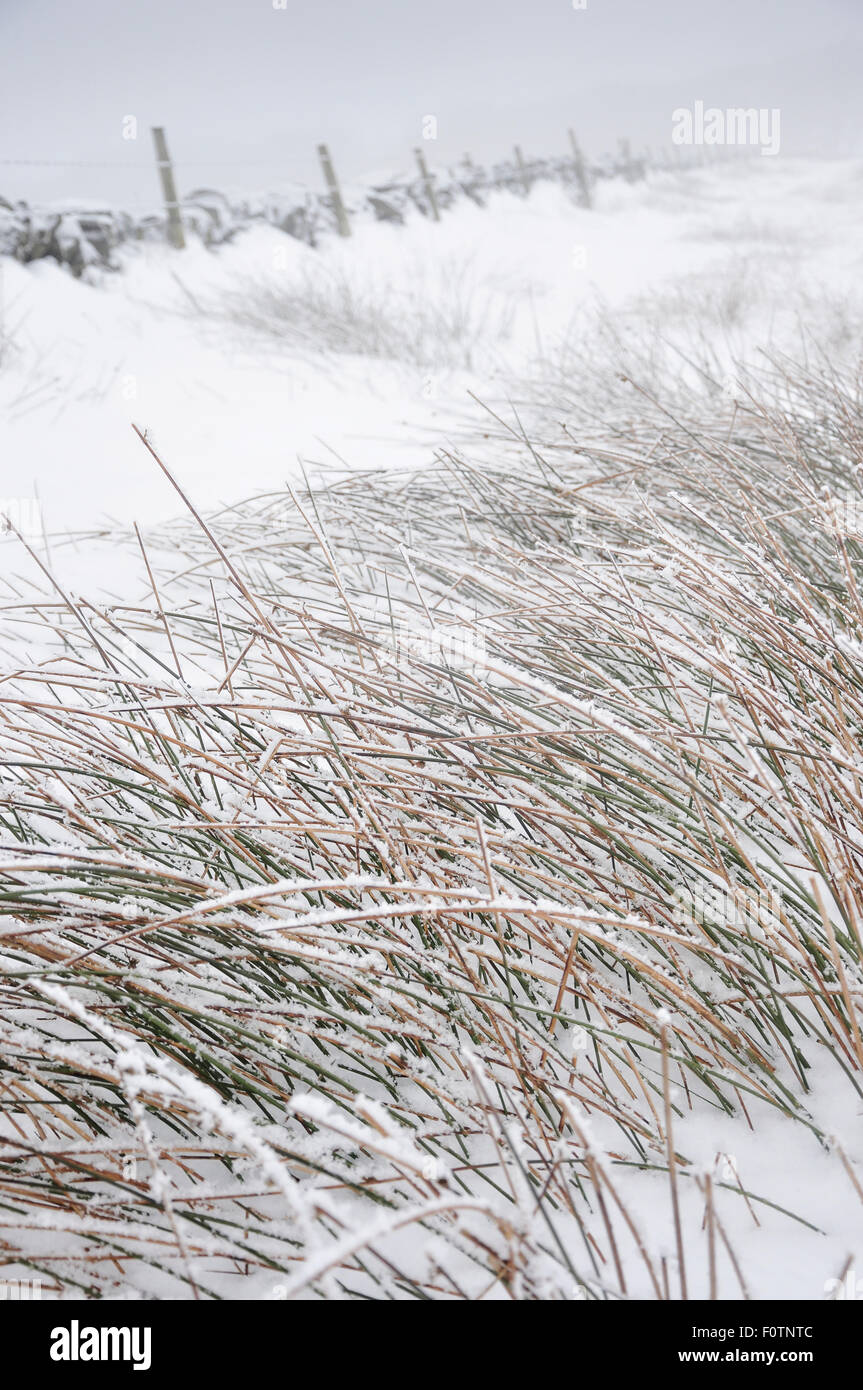 Reeds bending in wind hi-res stock photography and images - Alamy