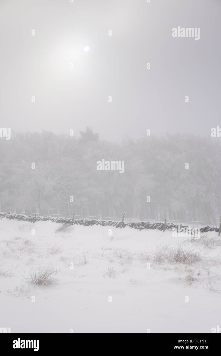 Sun breaking through fog above a snowy woodland beside snow covered ...