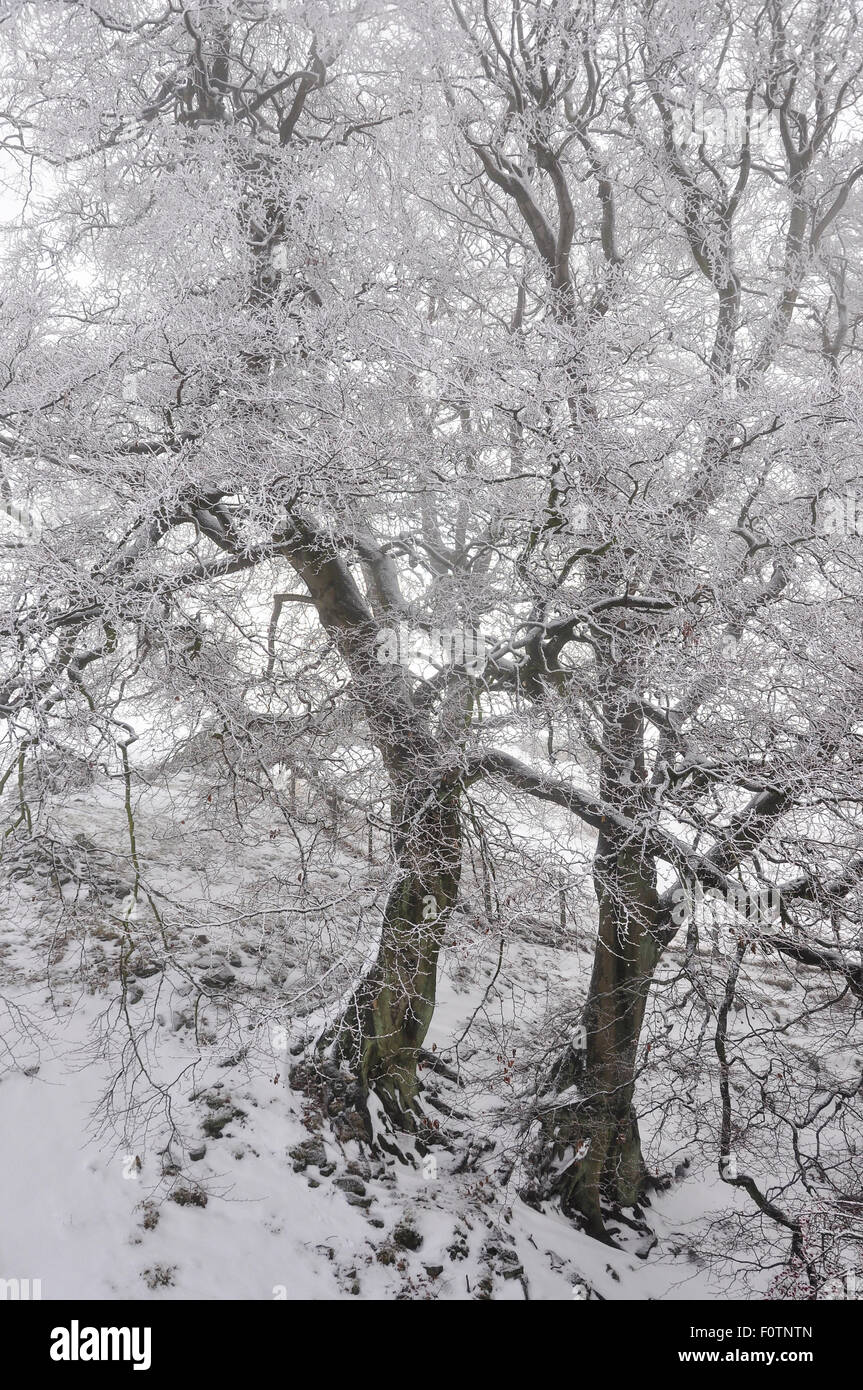 Snow covered Beech trees in a snowy ravine in the English countryside ...