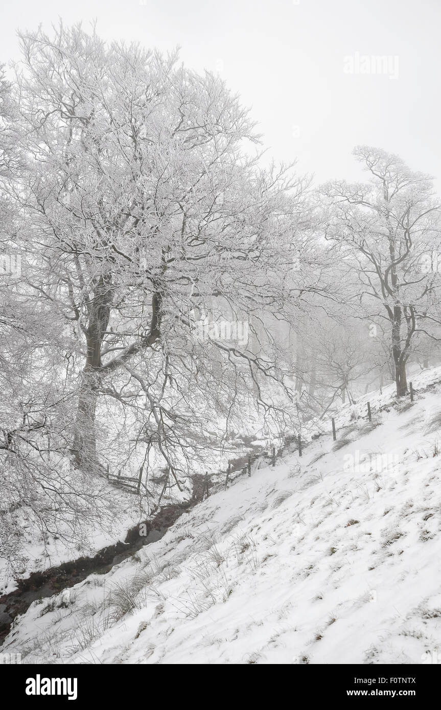 Snow covered Beech tree in a snowy ravine in the English countryside ...
