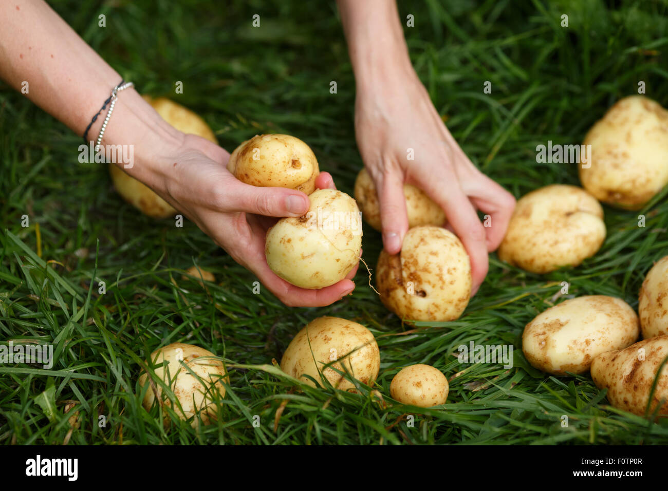 Potato harvesting. Female hands grabs washed potatoes from the grass ...