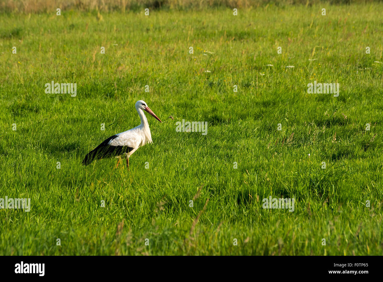 Stork on the meadow Stock Photo - Alamy