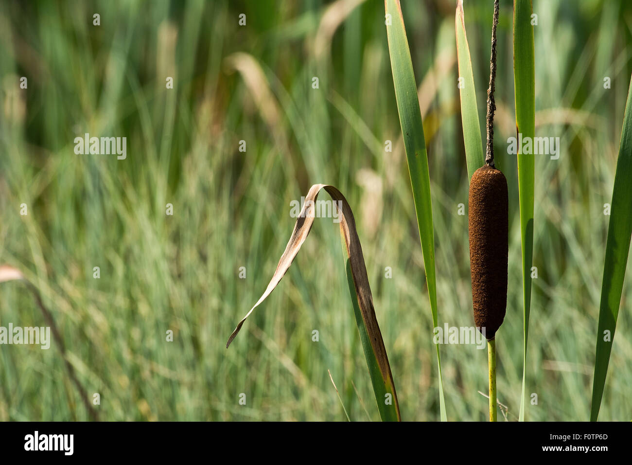 Bulrush Plants High Resolution Stock Photography and Images - Alamy