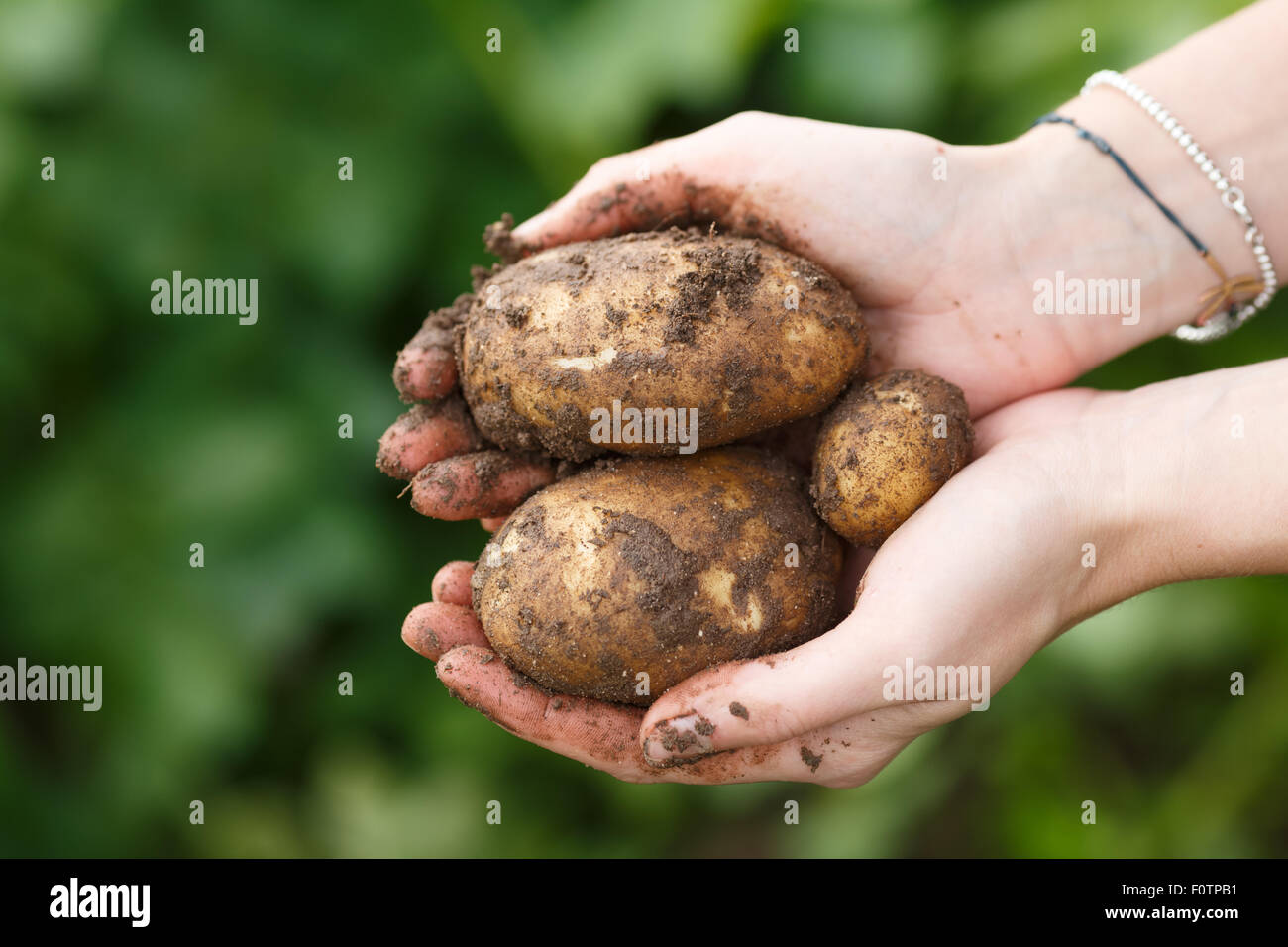Potato harvesting. Female hands holding potatoes straight from the ...
