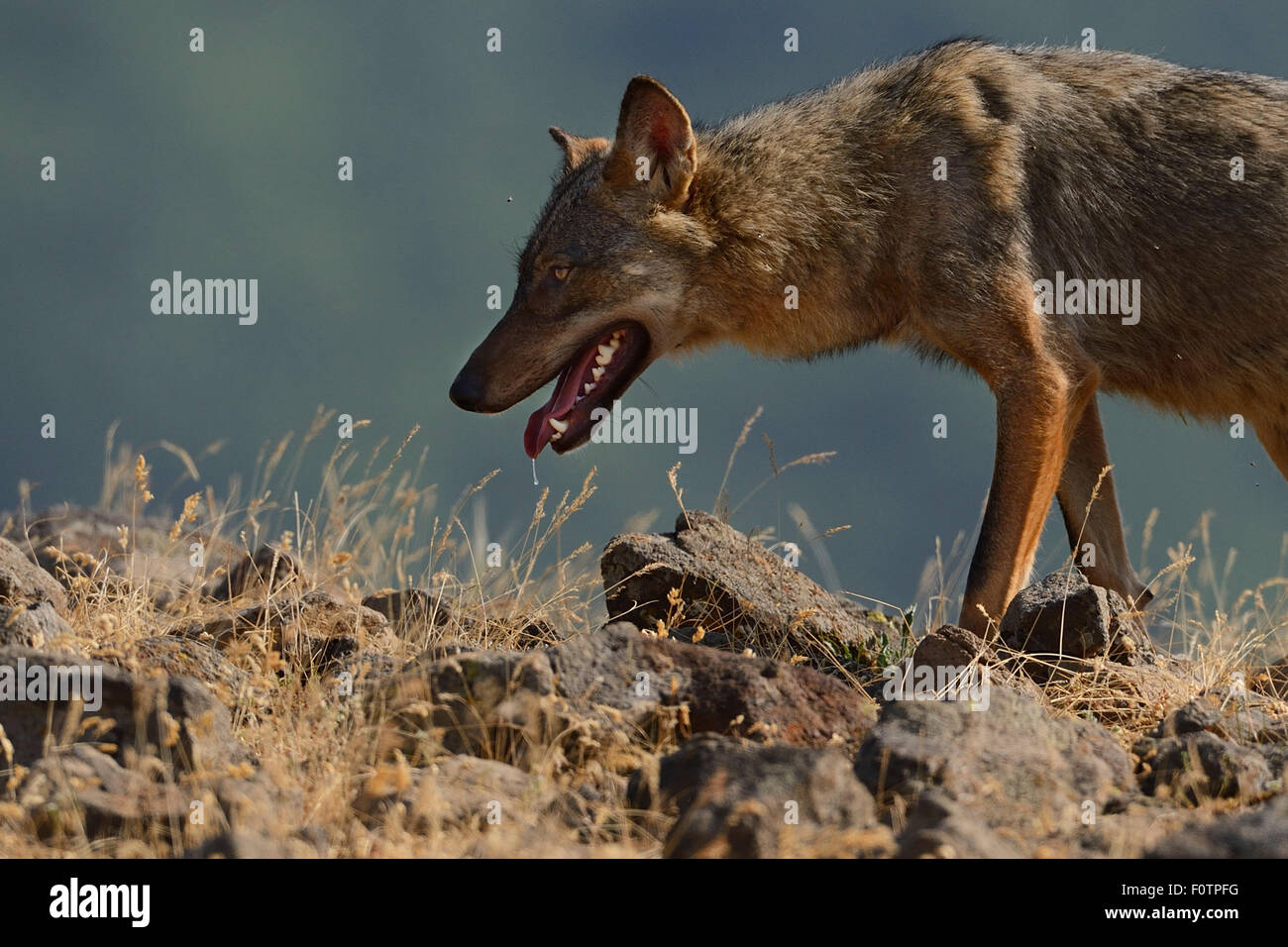 Eastern grey wolf hi-res stock photography and images - Alamy