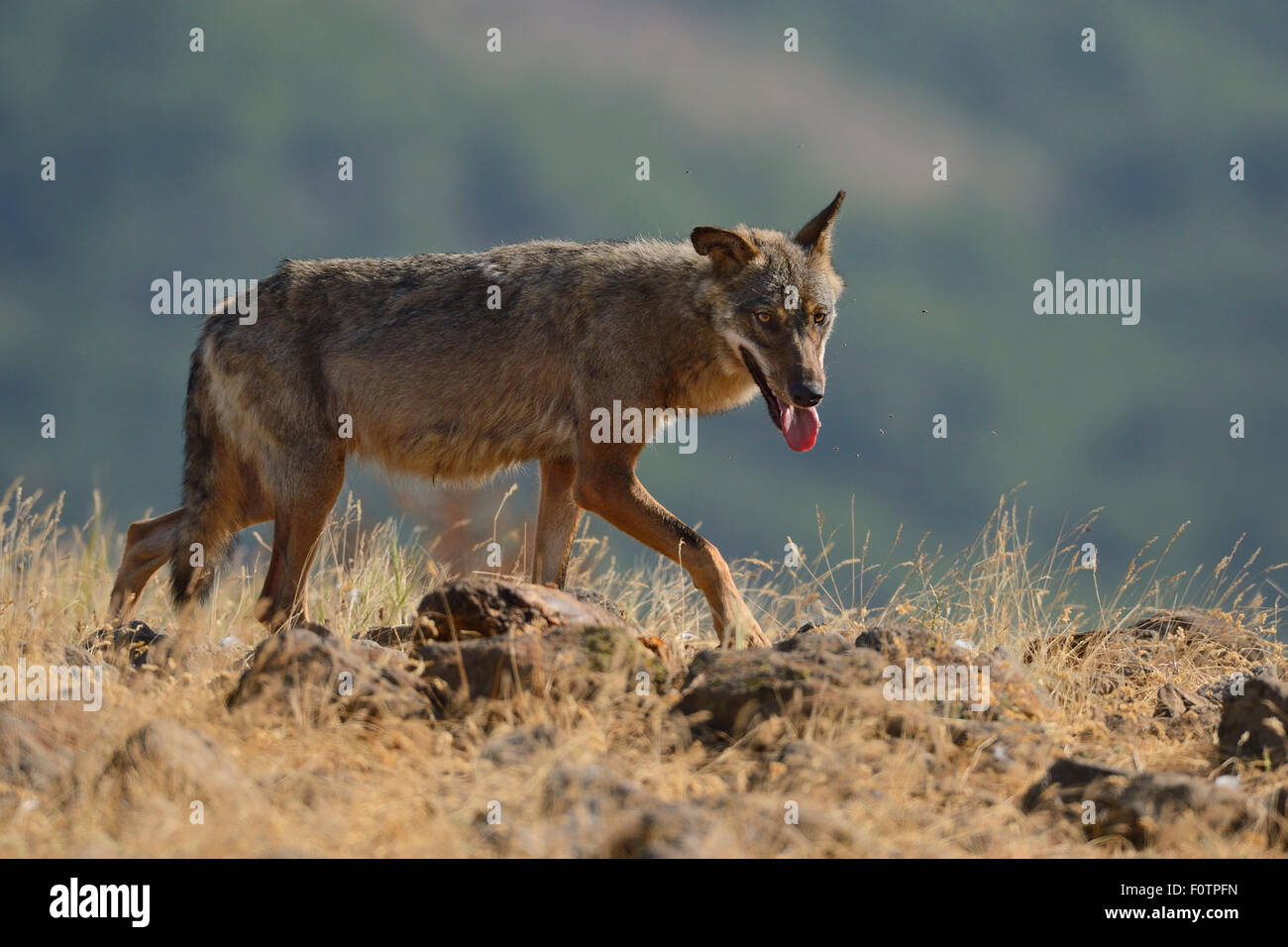 Eurasian grey wolf (Canis lupus lupus) at a vulture watching site in ...