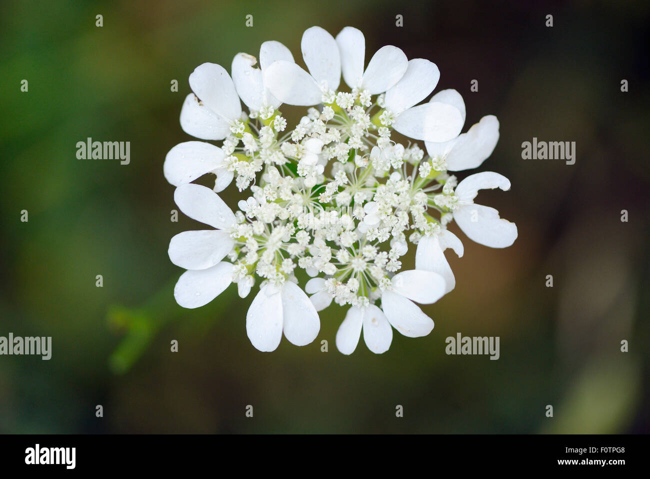 Mediterranean hartwort (Tordylium apulum) Arda river canyon, Eastern ...