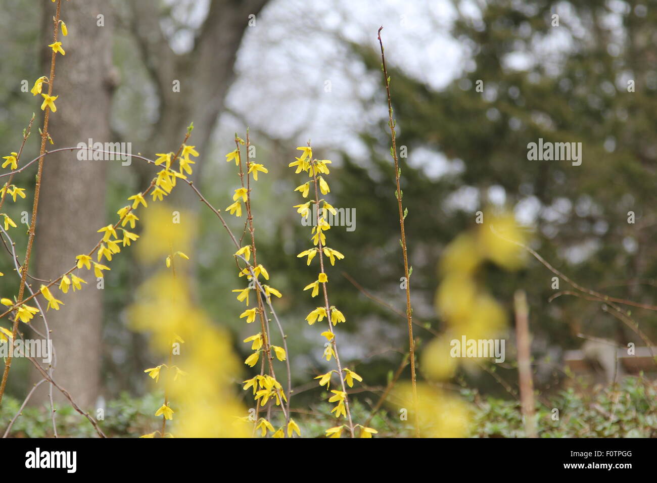 Cheerful golden yellow spring flowers hi-res stock photography and ...