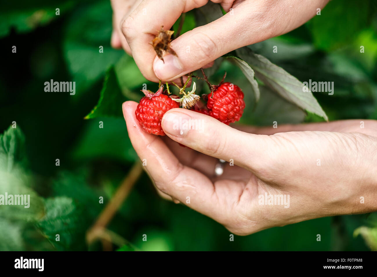Raspberry picking. Female hands gathering organic raspberries on a ...