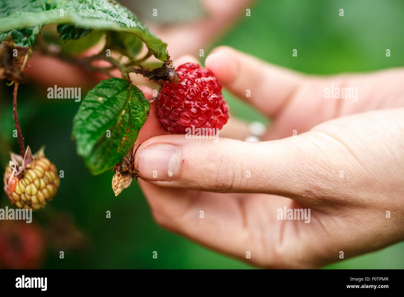 Raspberry picking. Female hands gathering organic raspberries on a ...