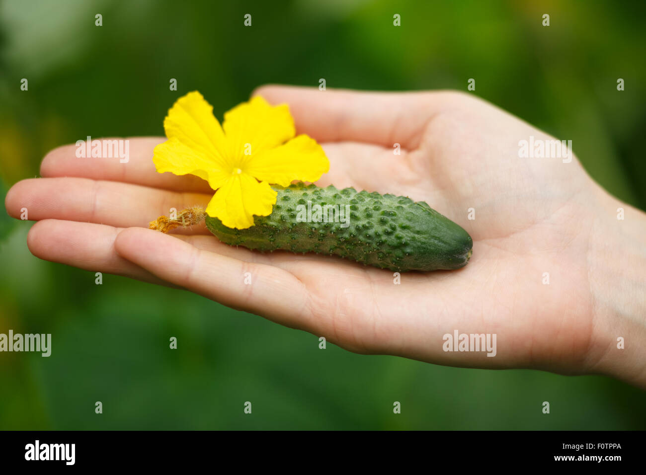 Female hands holding tiny cucumber. Locavore, clean eating,organic ...