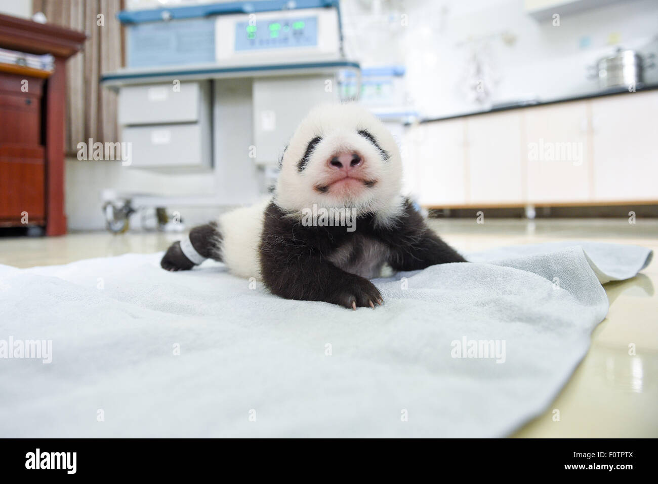 Bayi Panda Baru Lahir