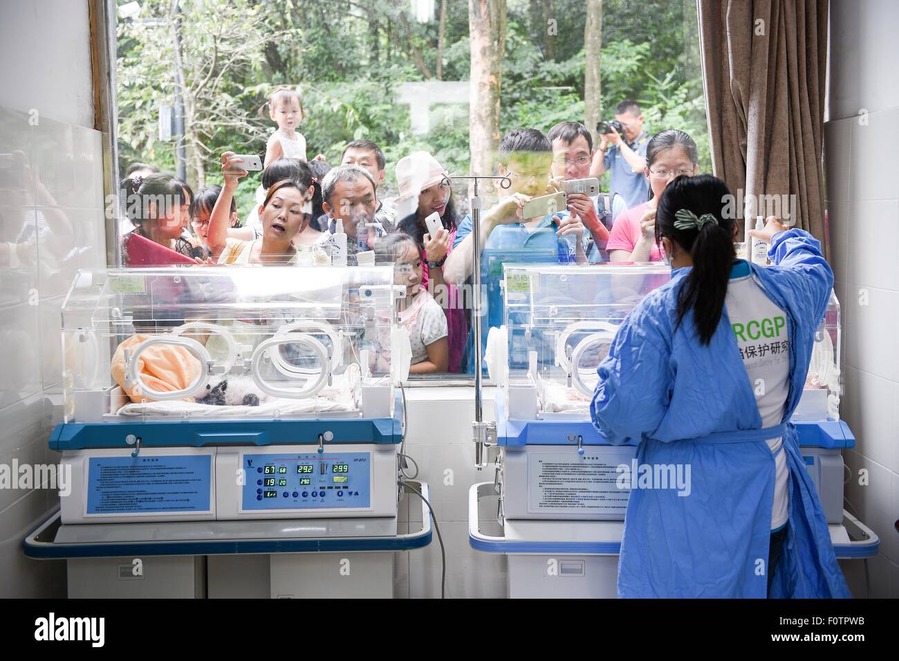 Baby pandas and people hi-res stock photography and images - Alamy