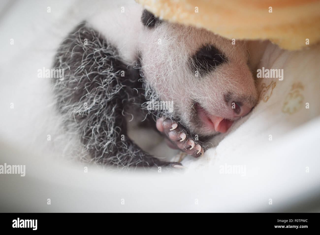 Ya'an, China's Sichuan Province. 21st Aug, 2015. A baby panda is seen ...