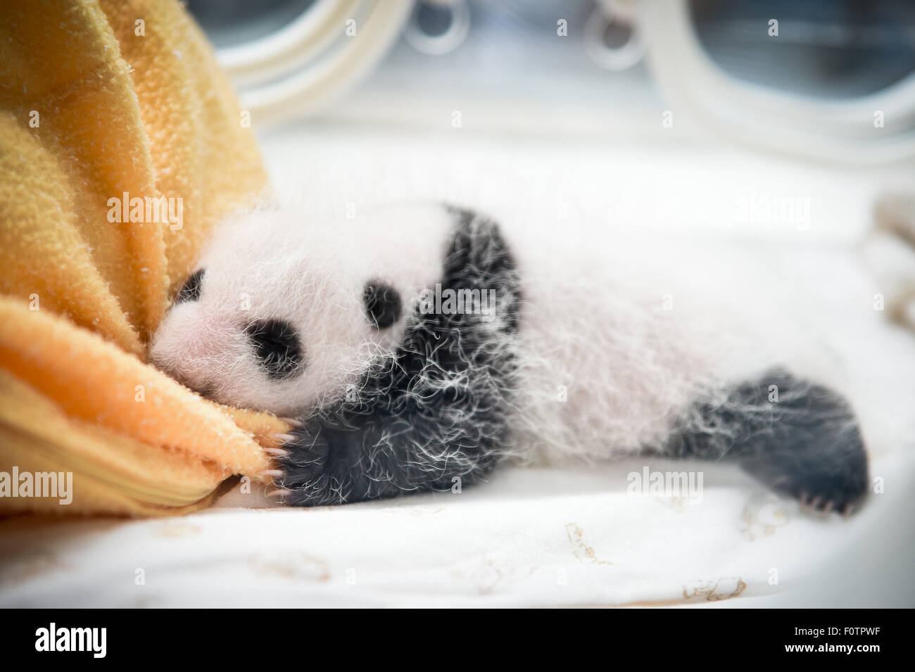 Ya'an, China's Sichuan Province. 21st Aug, 2015. A baby panda is seen ...