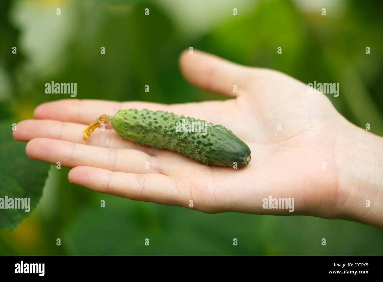 Female hands holding tiny cucumber. Locavore, clean eating,organic ...