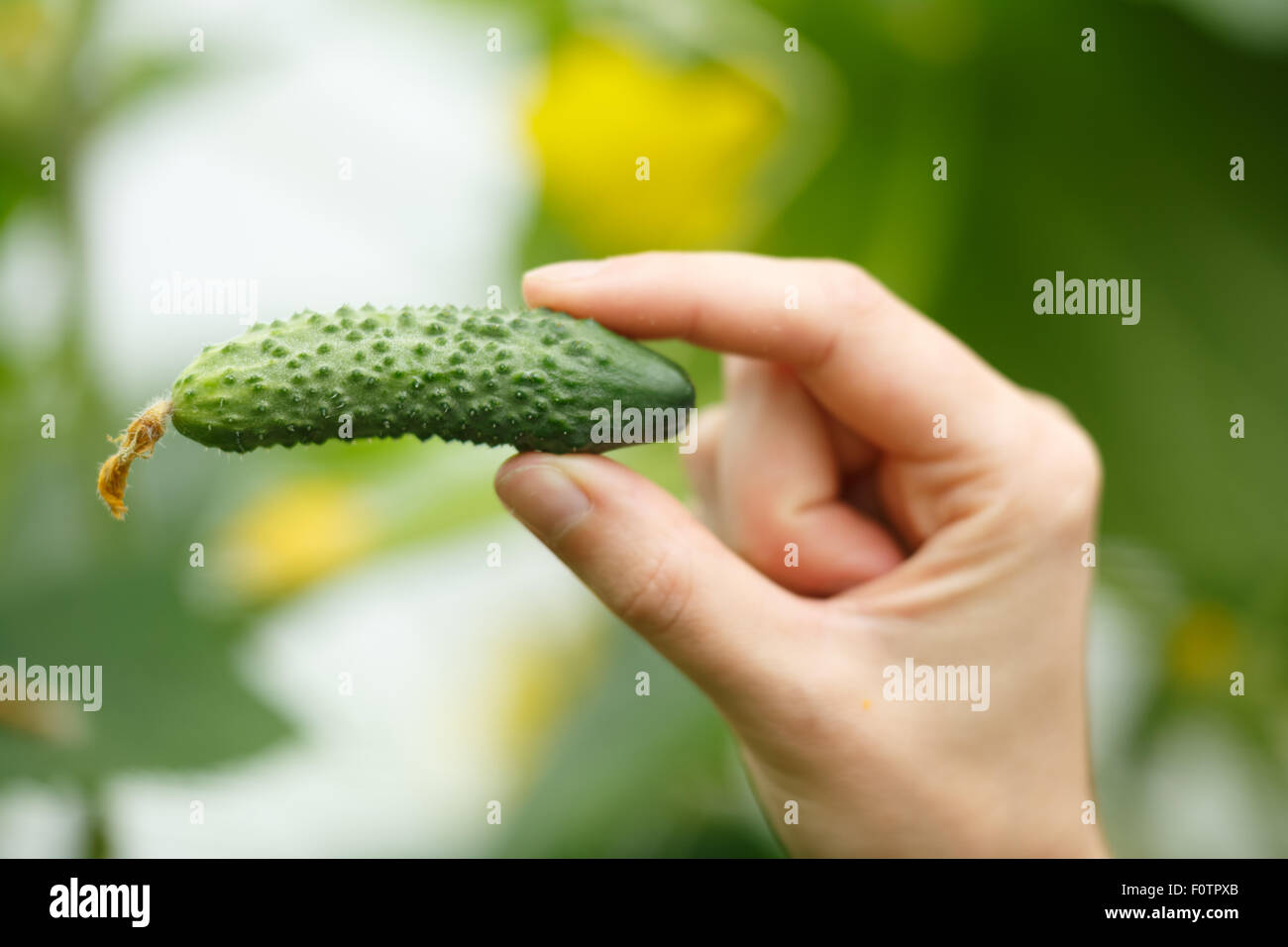 Female hands holding tiny cucumber. Locavore, clean eating,organic ...