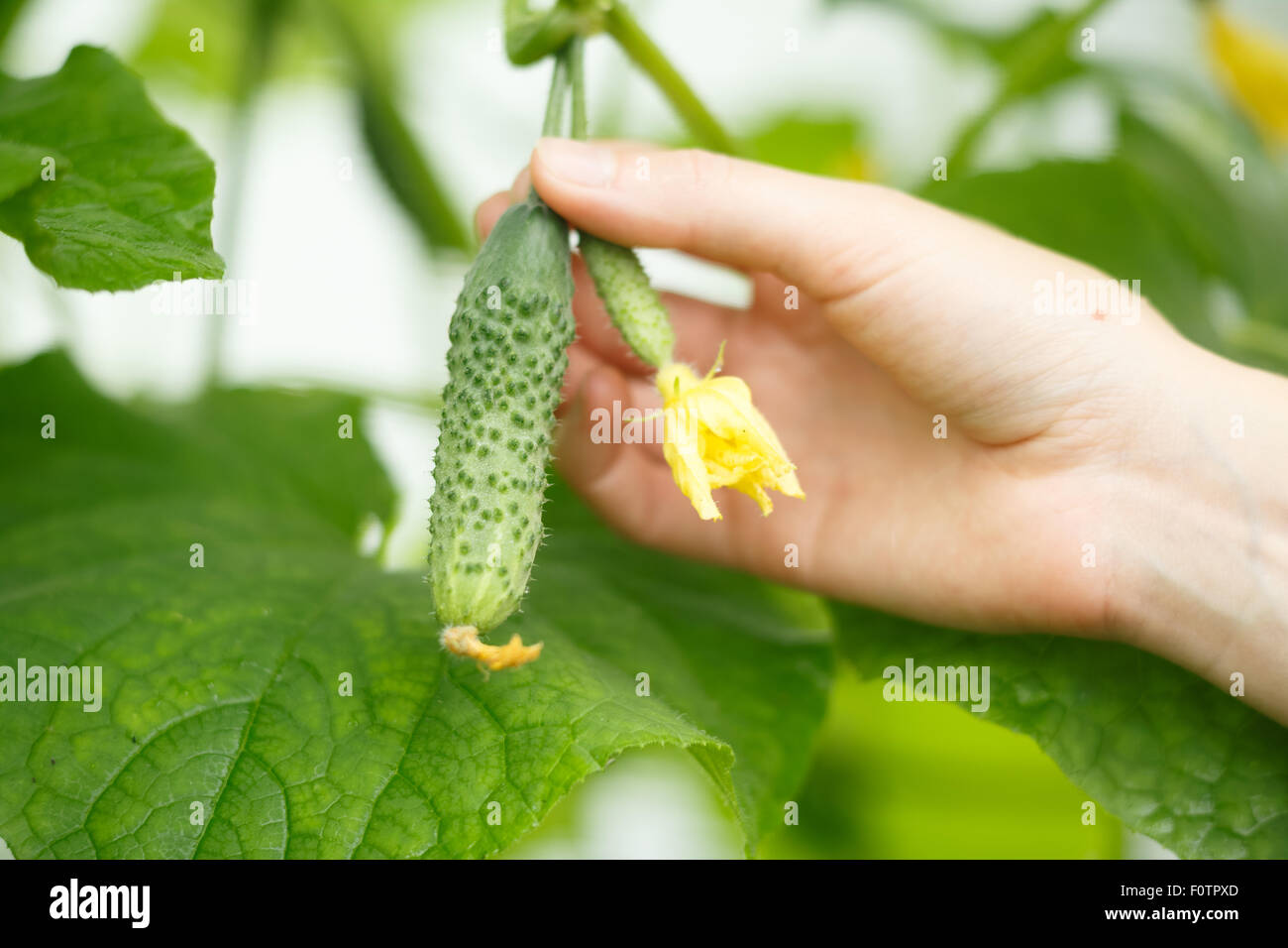 Female hands holding tiny cucumber. Locavore, clean eating,organic ...