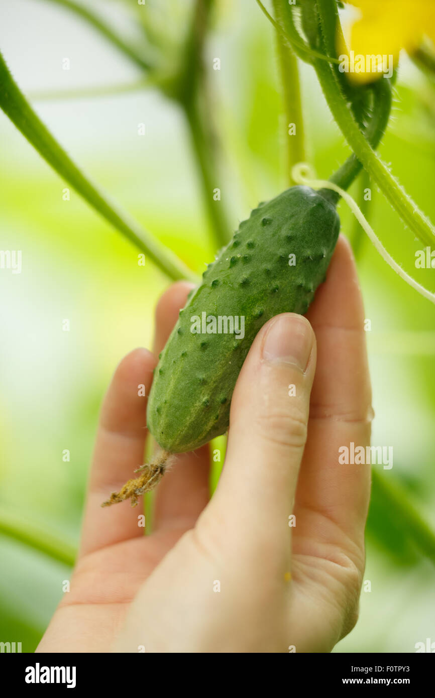 Female hands holding tiny cucumber. Locavore, clean eating,organic ...