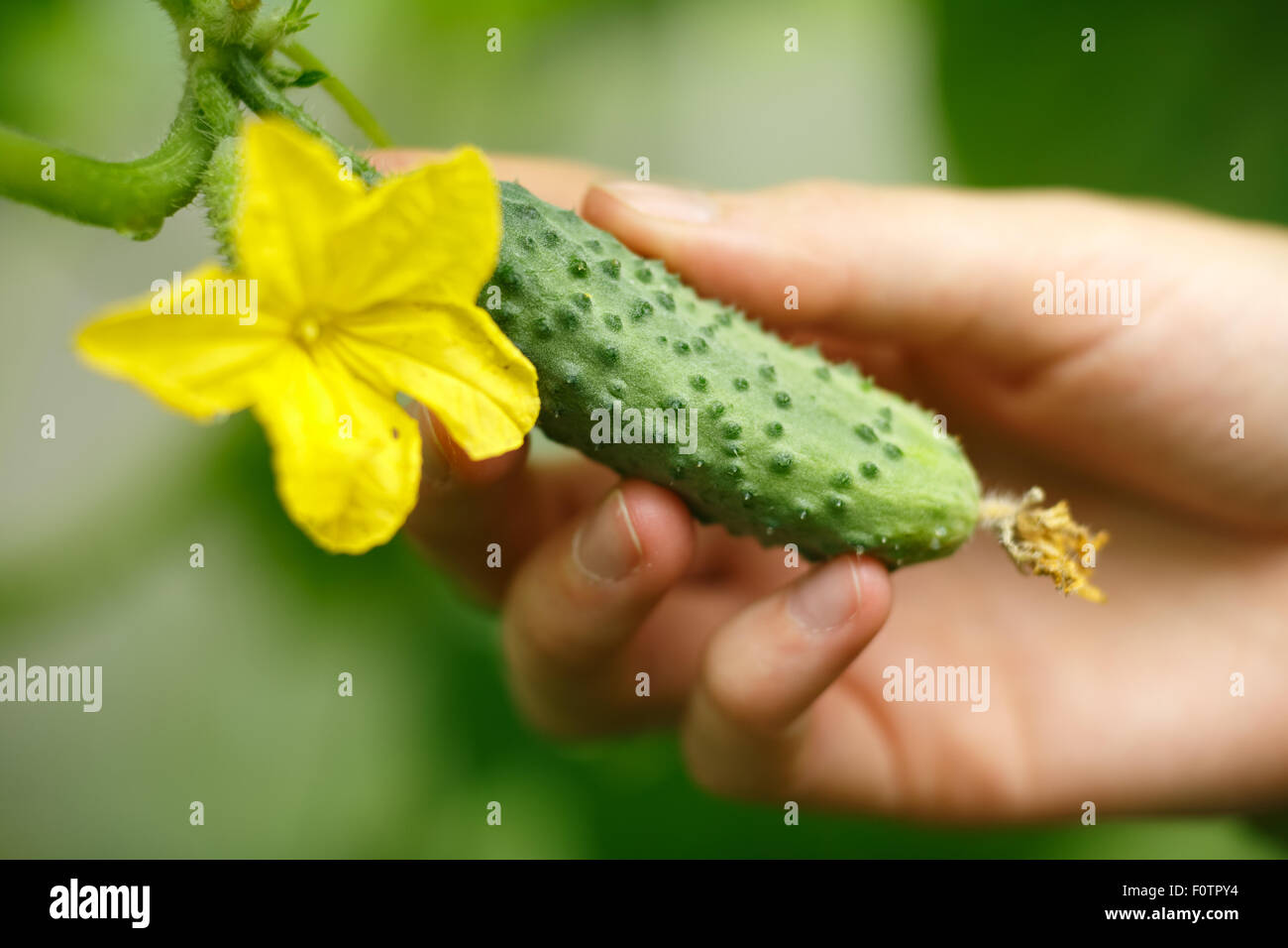 Female hands holding tiny cucumber. Locavore, clean eating,organic ...